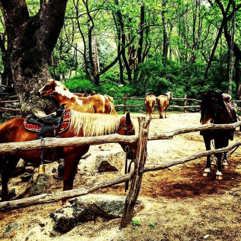 ΑΝΩ ΠΟΡΟΪΑ → ΤΟ ΠΑΝΕΜΟΡΦΟ "ΜΥΣΤΙΚΟ" ΧΩΡΙΟ ΤΩΝ ΣΕΡΡΩΝ - Zeidoros